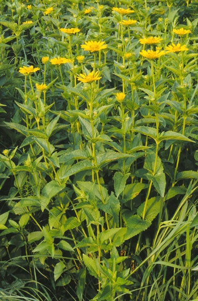 Heliopsis helianthoides (False Oxeye Sunflower) | Seven Bends Nursery