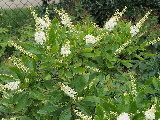 Clethra alnifolia (Sweet Pepperbush) | Seven Bends Nursery