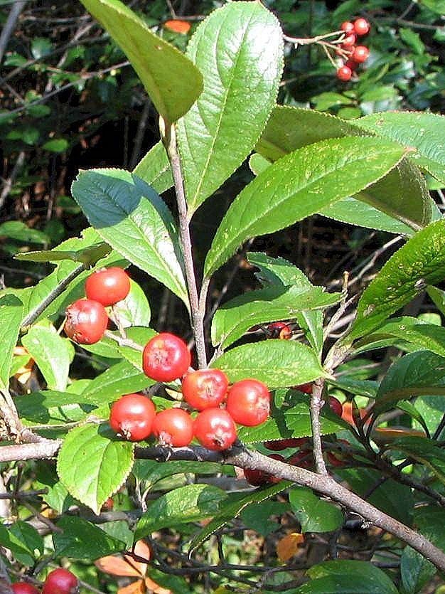 Aronia arbutifolia (Red Chokeberry) | Seven Bends Nursery